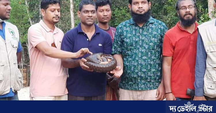 মৌলভীবাজারে বনরুই উদ্ধার | The Daily Star Bangla
