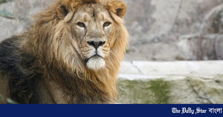 চেন্নাইয়ের চিড়িয়াখানায় ৯ সিংহের করোনা শনাক্ত | The Daily Star Bangla