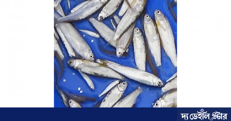 ঢেলা-বাতাসীর পর বিলুপ্তপ্রায় পিয়ালী মাছের পোনা উৎপাদনে সাফল্য | The ...