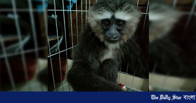 সাভারে বিলুপ্তপ্রায় উল্লুকসহ আটক ১