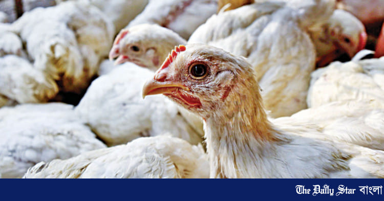 ঢাকায় ব্রয়লার মুরগির দাম বেড়েছে | The Daily Star Bangla